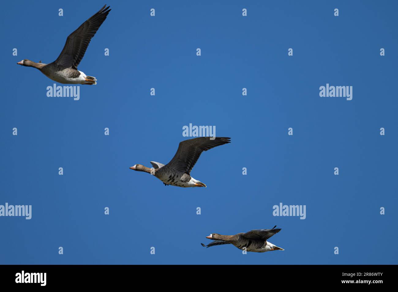A majestic white-fronted goose with its wings spread wide, gliding ...