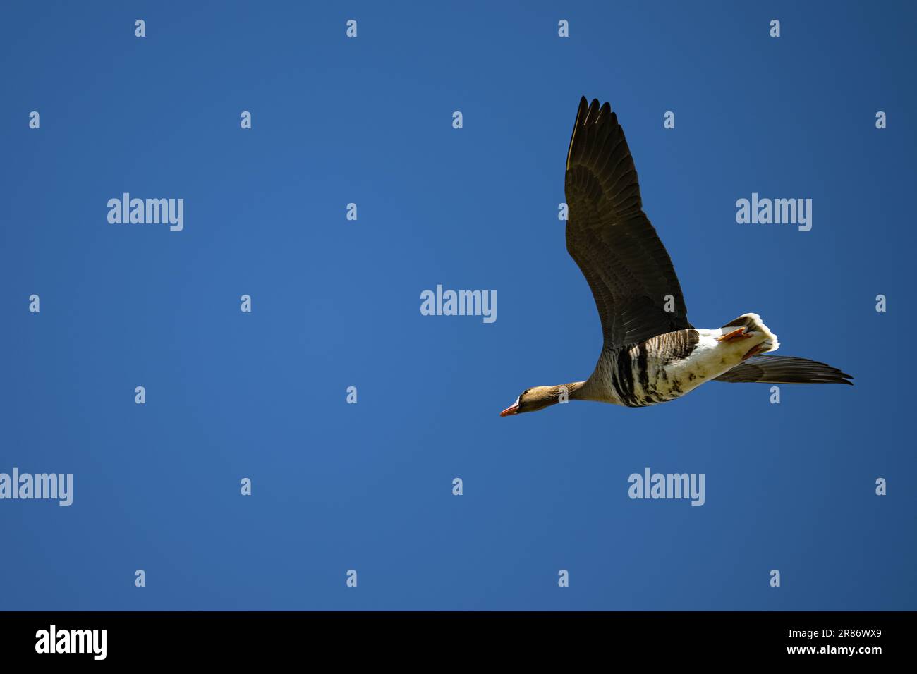 A majestic white-fronted goose with its wings spread wide, gliding ...