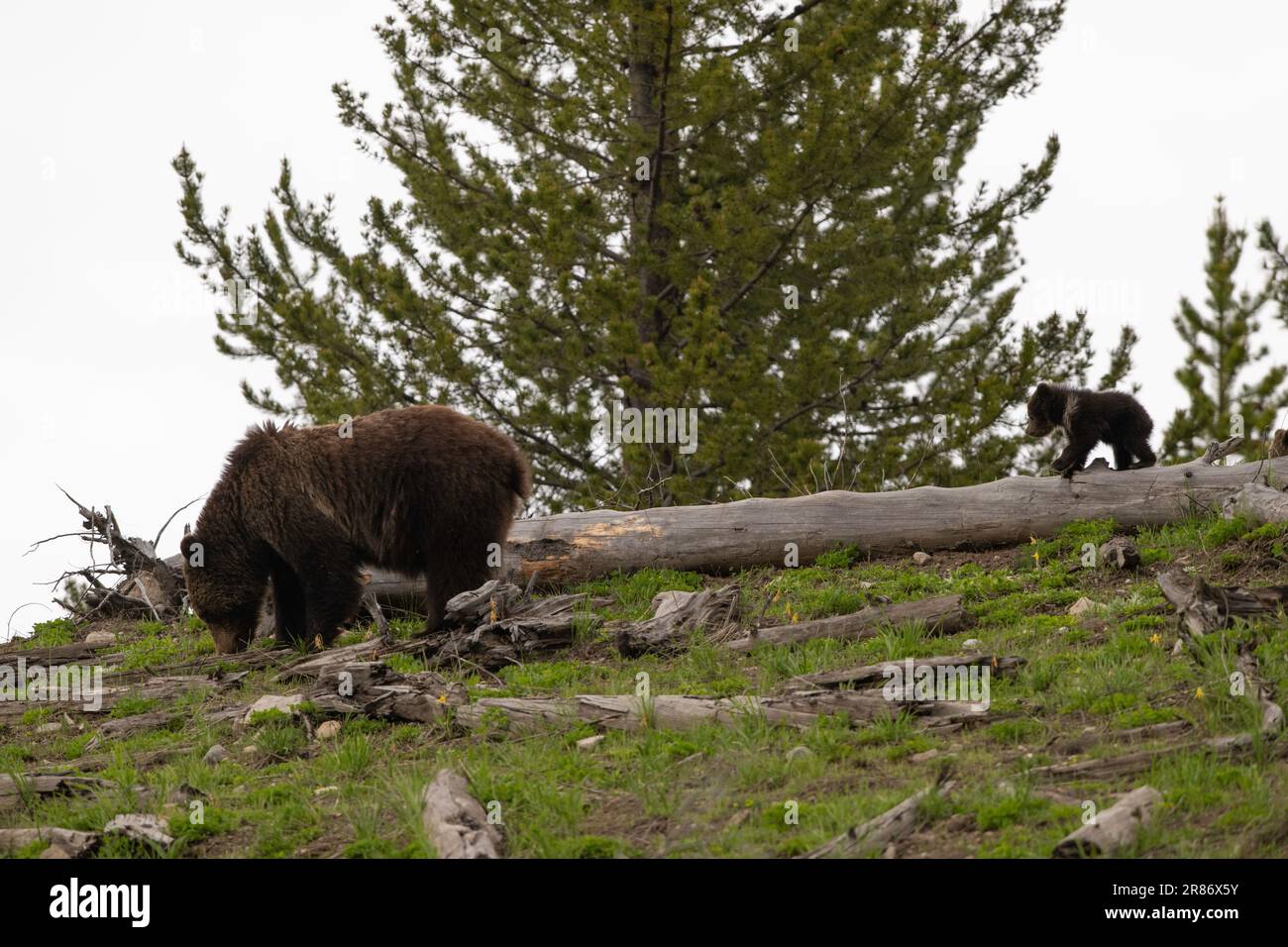 Obsidian grizzly bear hi-res stock photography and images - Alamy