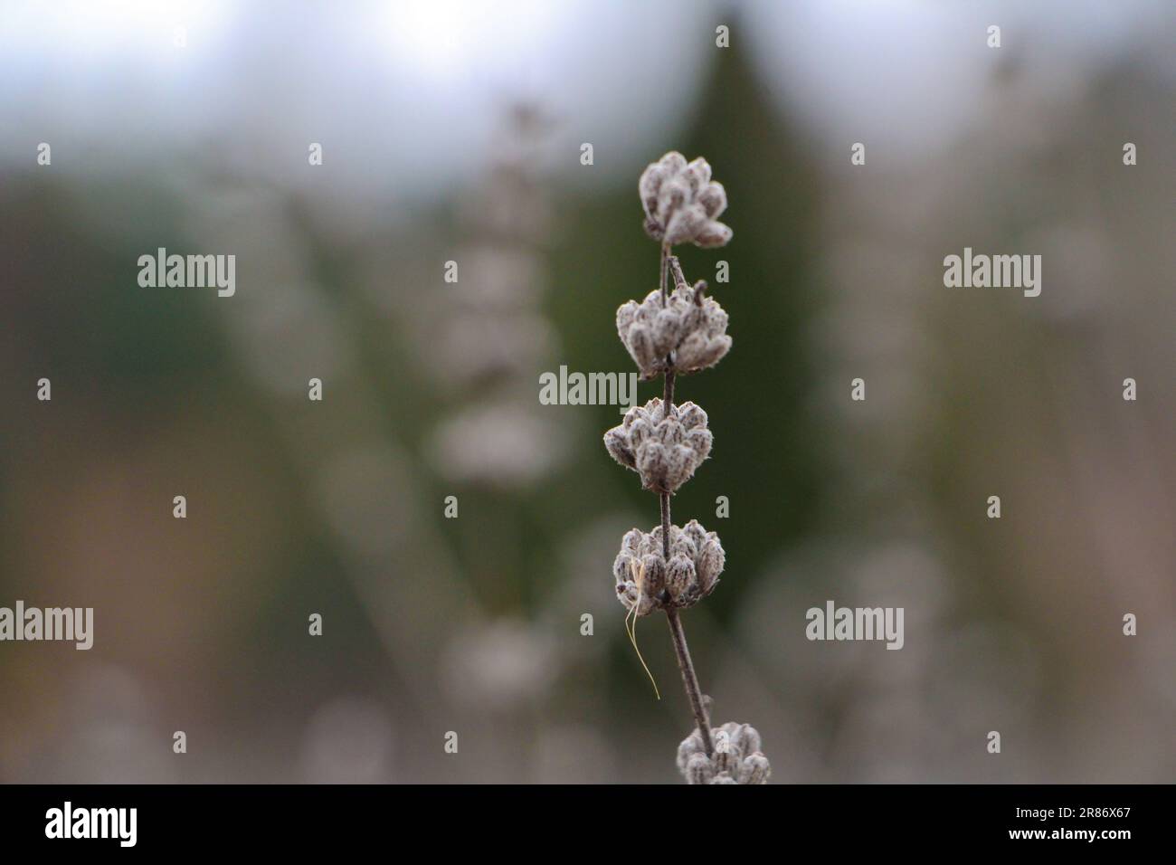 A macro shot of black sage in the foreground, surrounded by a blurred ...