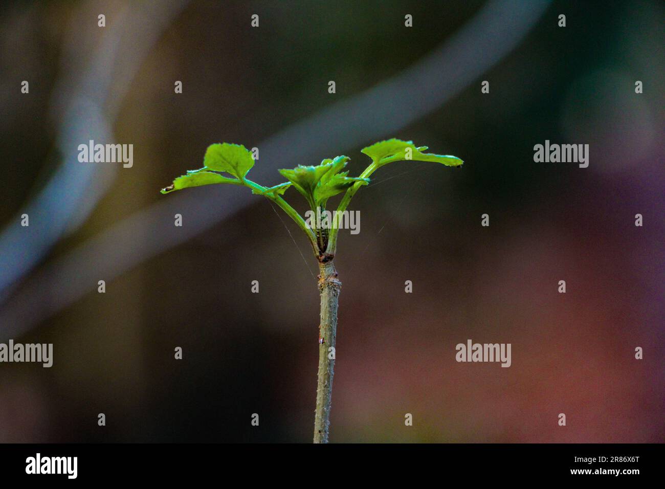 A single green leaf has emerged from a thin twig on a tree, signifying ...