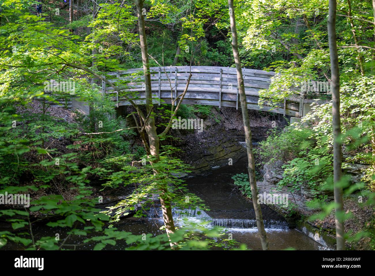 Wooden foot bridge in a forest with stream setting with spring growth ...
