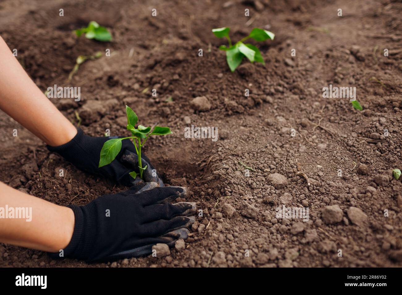 Farmer planting pepper seedling into soil in summer garden wearing ...