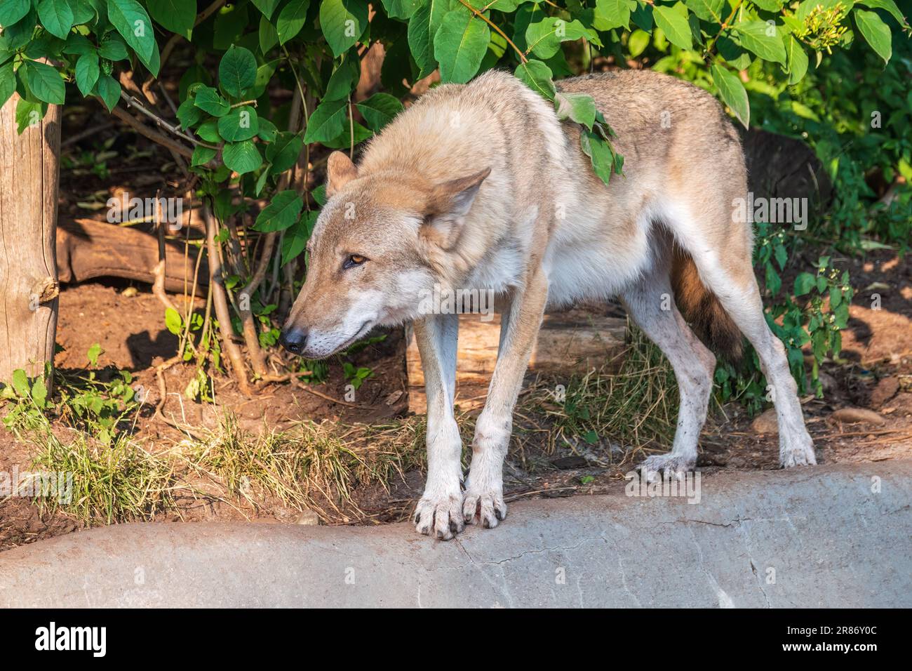 Gray wolf in forest on the green grass. The wolf, Canis lupus, also ...
