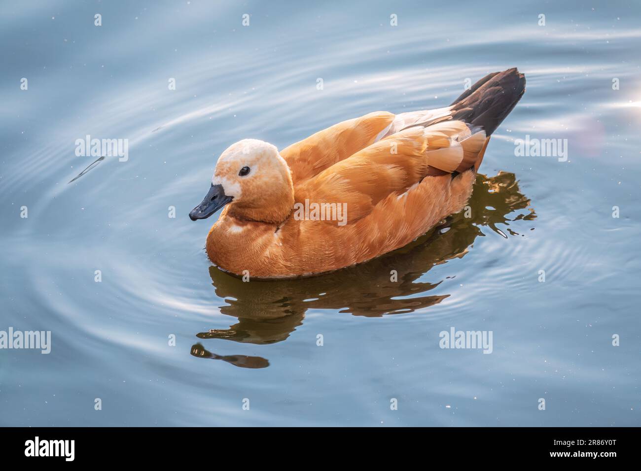 Ruddy Shelduck, or red duck, lat. Tadorna ferruginea, swimming on a ...