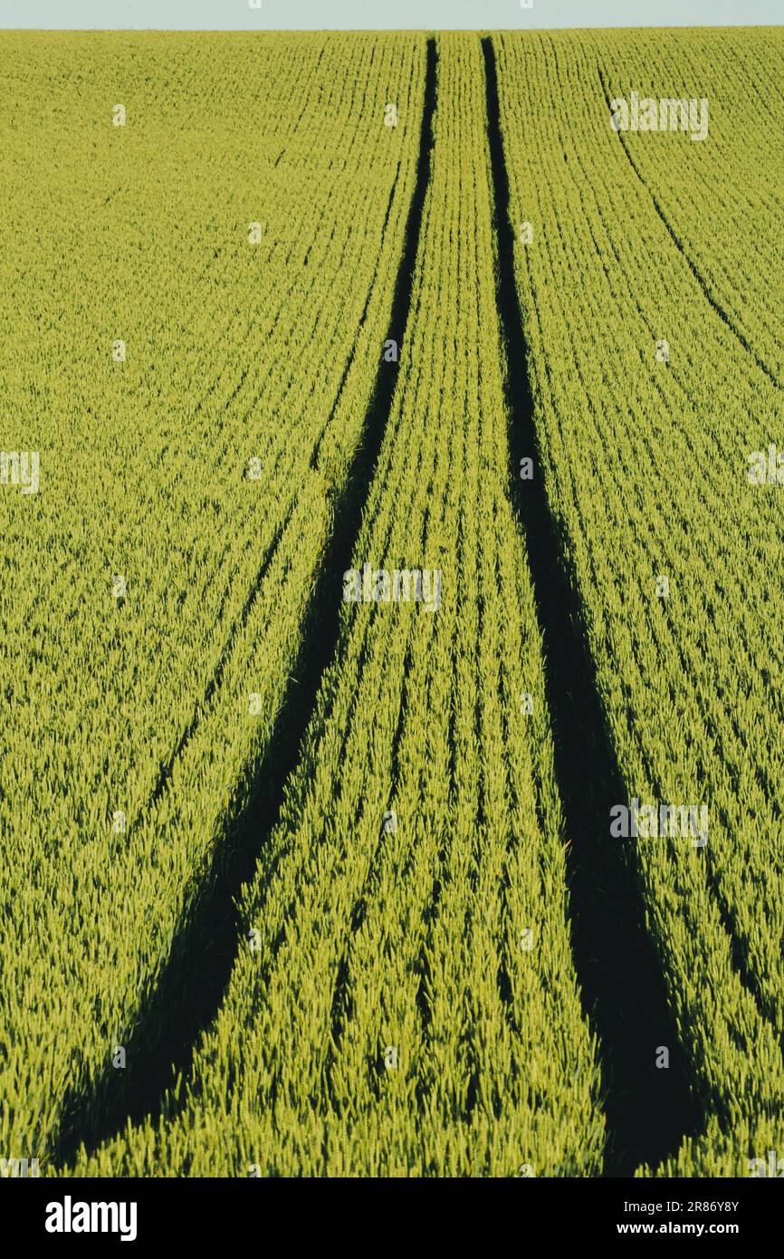 Wind blown corn hi-res stock photography and images - Alamy