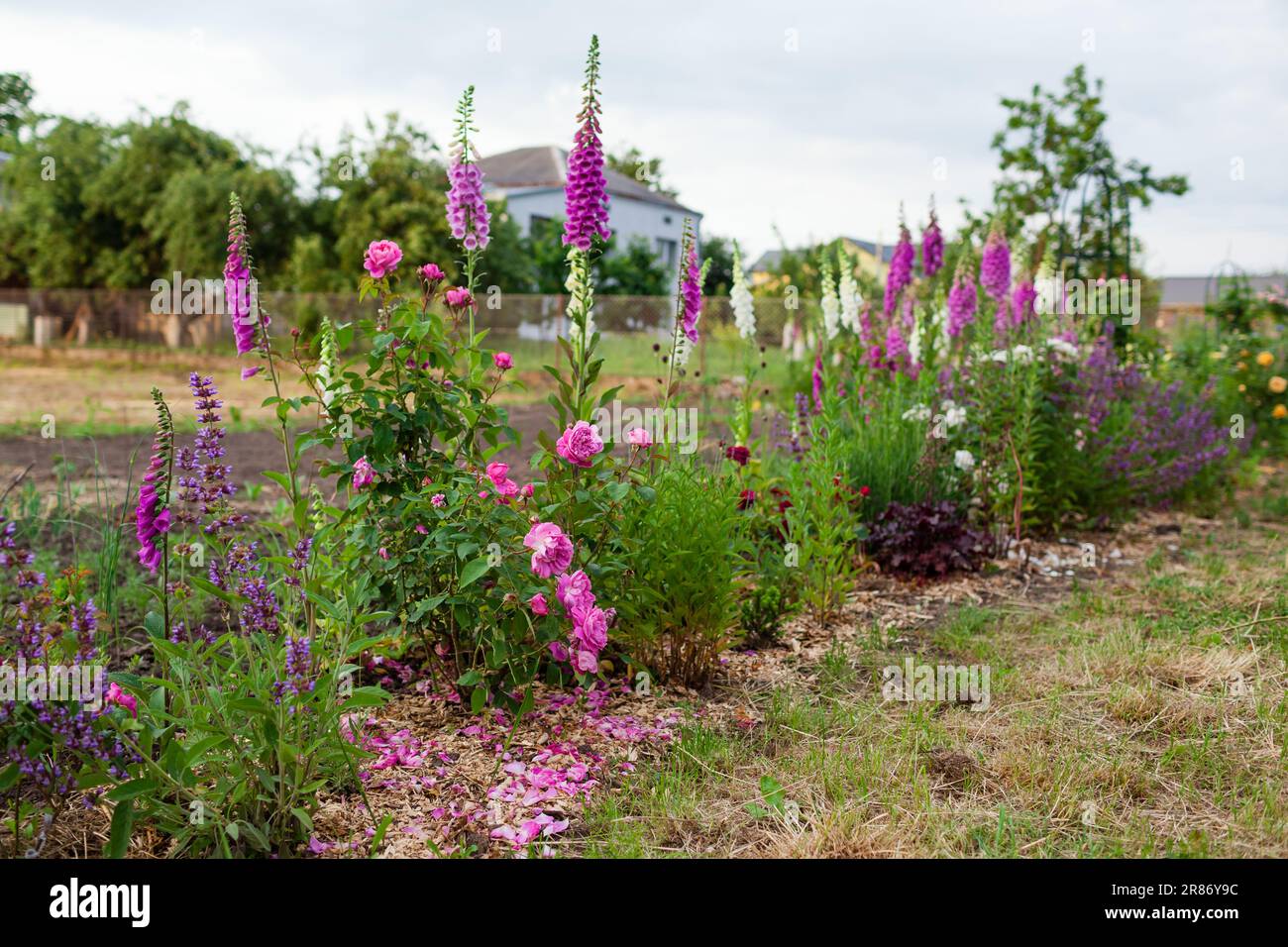 Rose bush with white foxgloves hi-res stock photography and images - Alamy