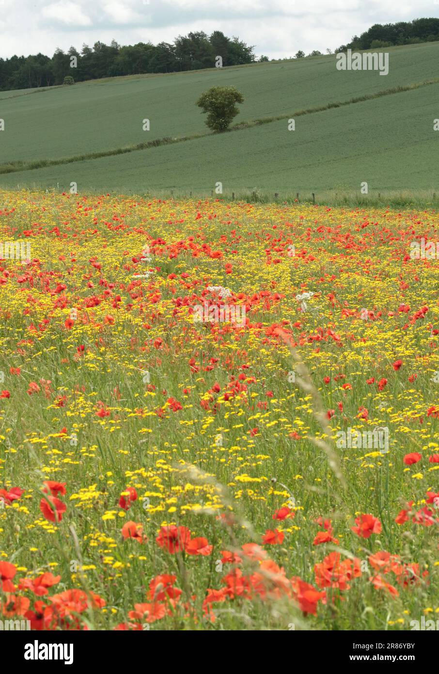 tree and poppies Stock Photo - Alamy