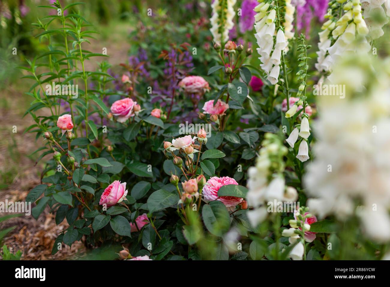 Chippendale pink roses flowers blooming in summer garden. Tantau peachy ...