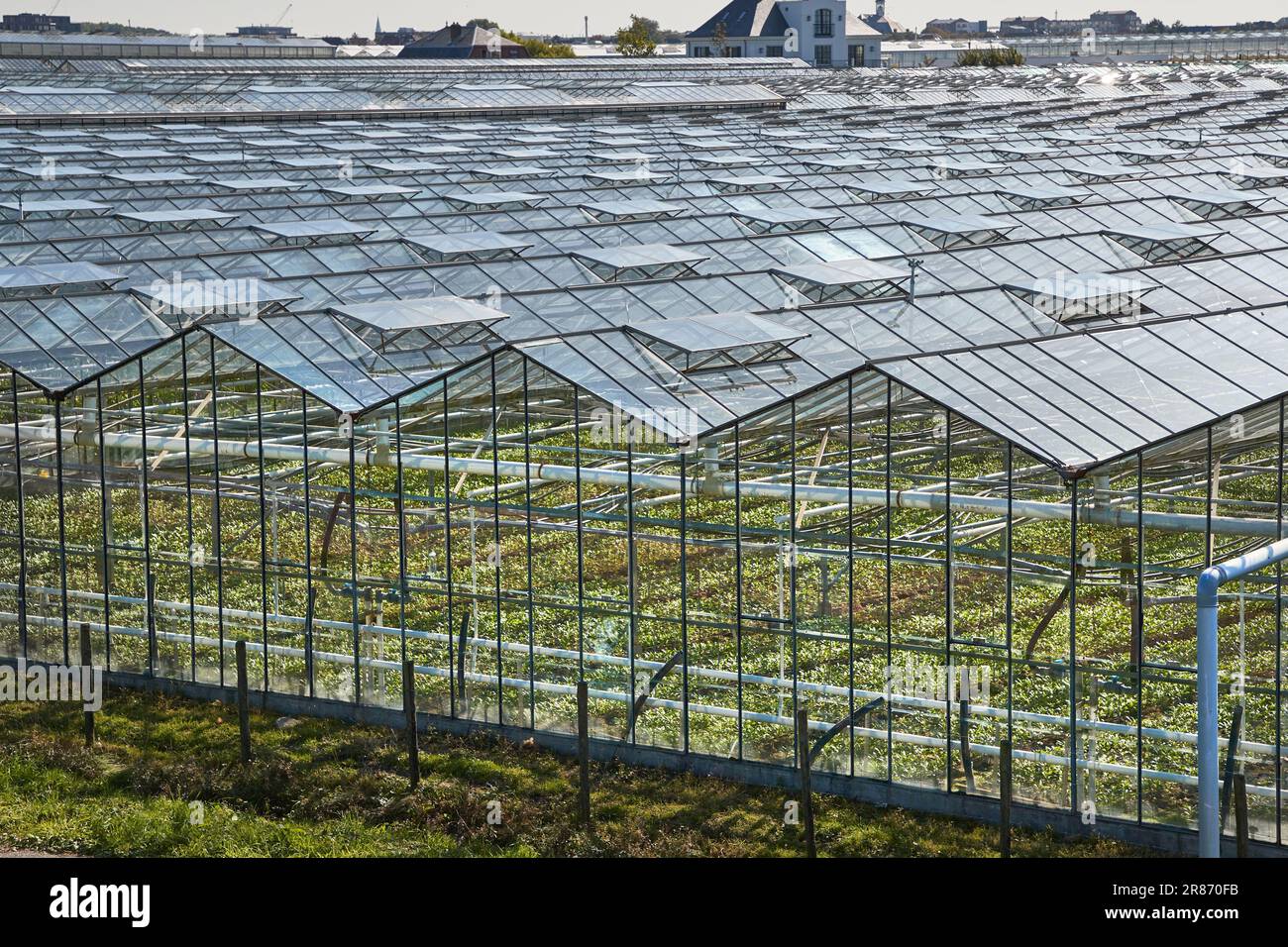 Greenhouse agricultural production Stock Photo - Alamy