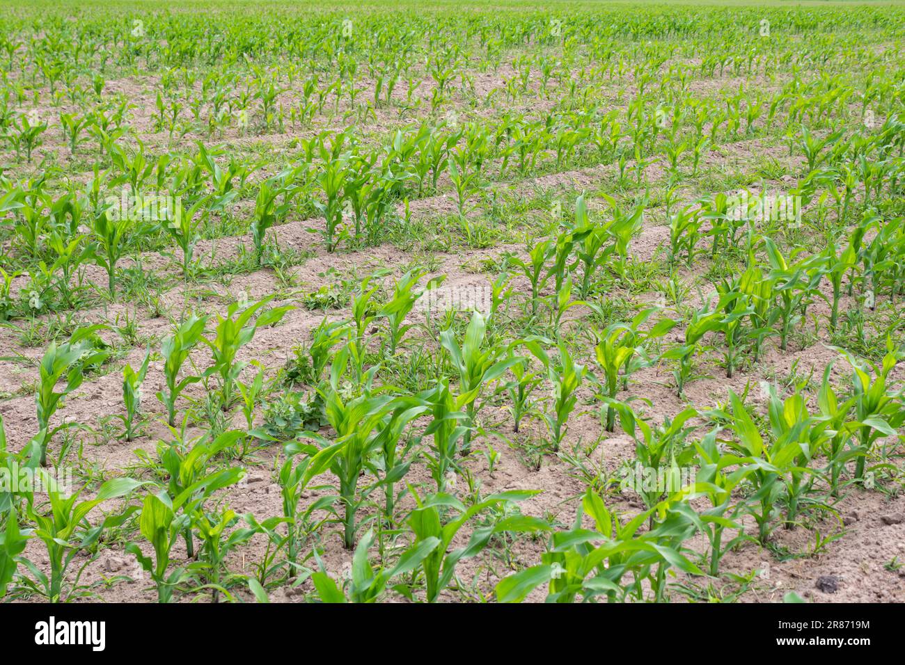 A field with young sprouts of corn planted in even rows Stock Photo - Alamy