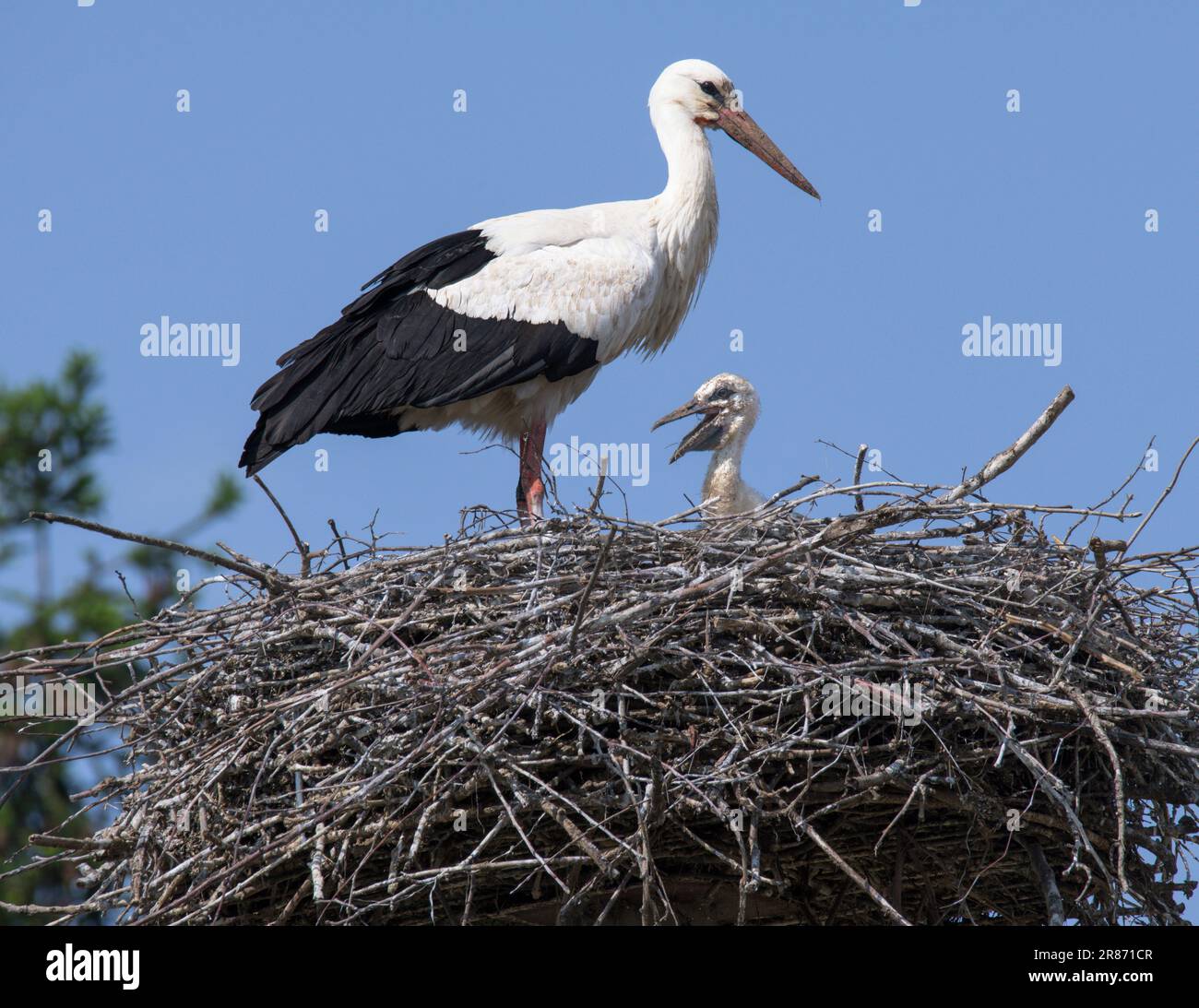 white stork, nest, chick Stock Photo - Alamy