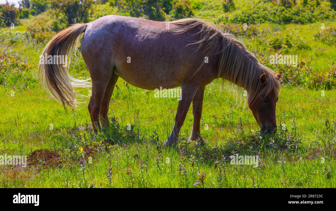 Wild Ponies of Grayson Highlands Stock Photo - Alamy