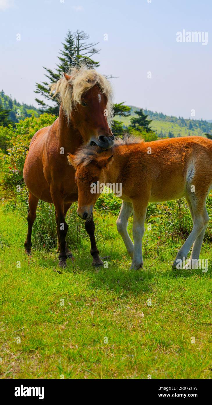 Wild Ponies of Grayson Highlands Stock Photo - Alamy
