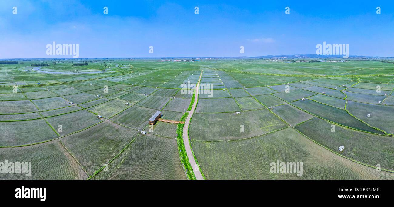 Harbin, China. 20th June, 2023. Photo taken on June 14, 2023 shows the ...