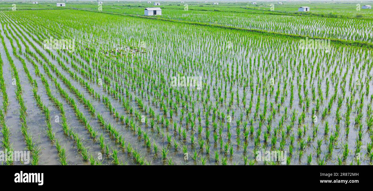 Harbin, China. 20th June, 2023. Photo taken on June 14, 2023 shows the ...