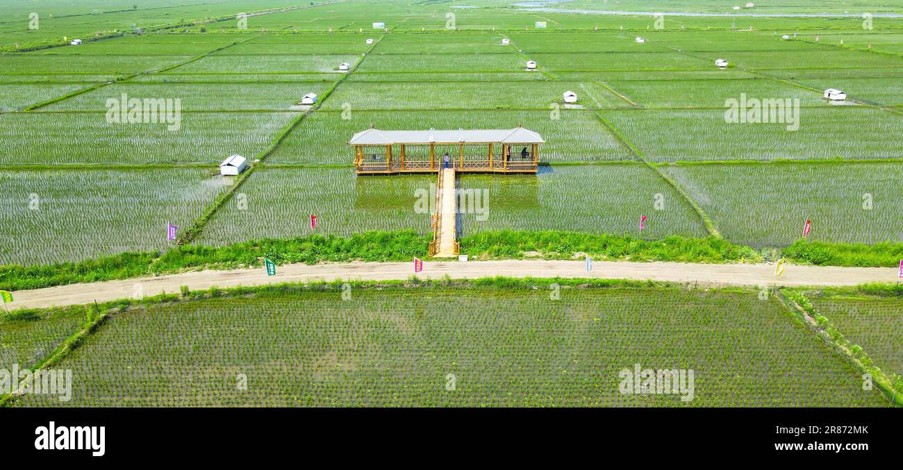 Harbin, China. 20th June, 2023. Photo taken on June 14, 2023 shows the ...
