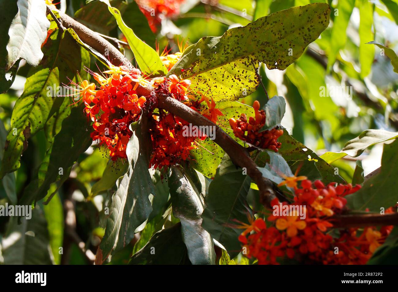 Saraca asoca, commonly known as the Ashoka tree, is the state flower of ...