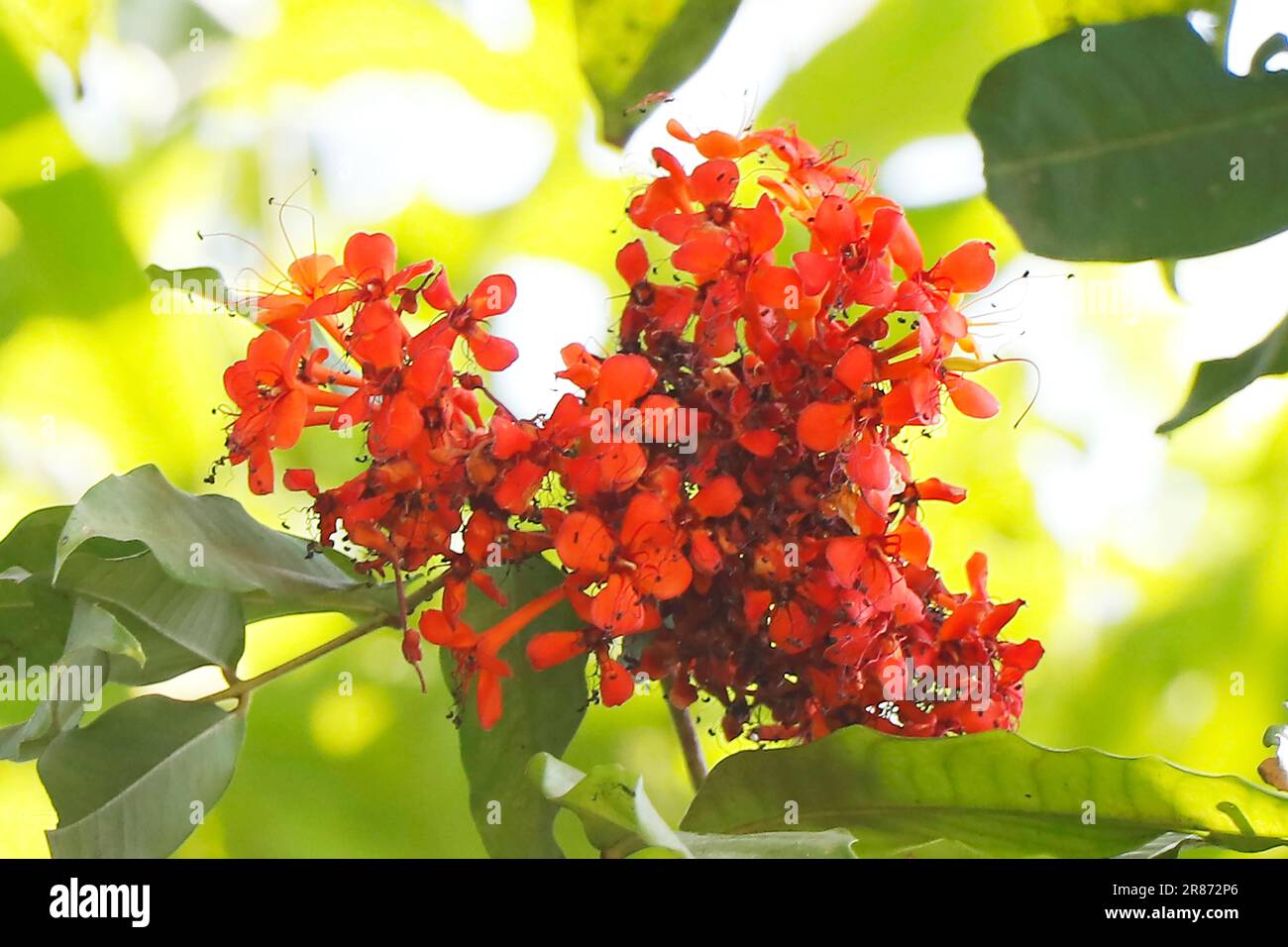 Ashoka Chakra Tree at Hannah Herlitz blog