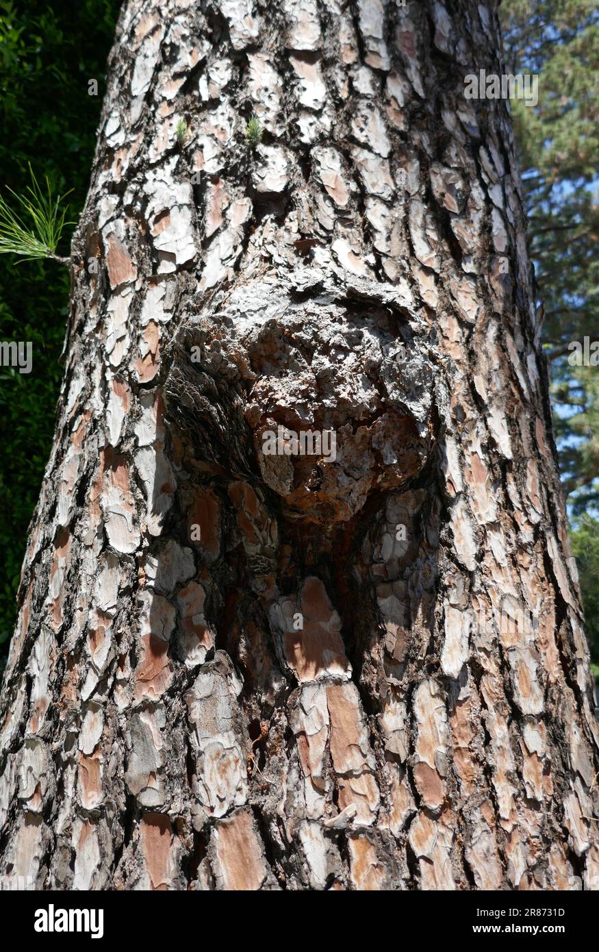 Beverly Hills, California, USA 17th June 2023 Knott on Tree on June 17 ...