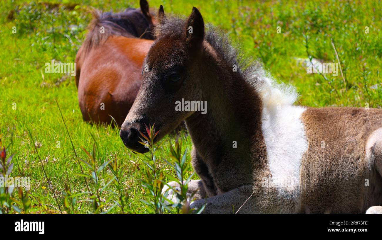 Wild Ponies of Grayson Highlands Stock Photo - Alamy