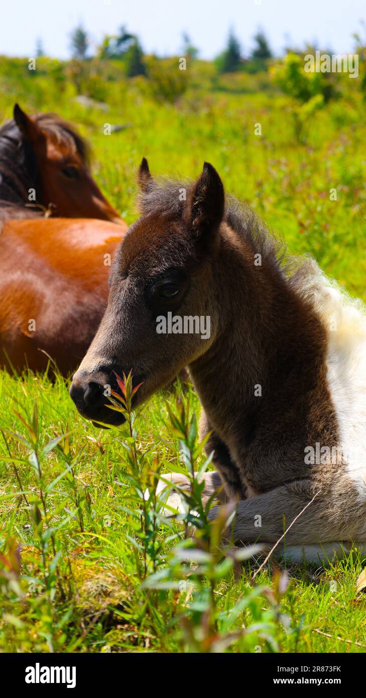 Appalachian mountains trail wild ponies hi-res stock photography and ...
