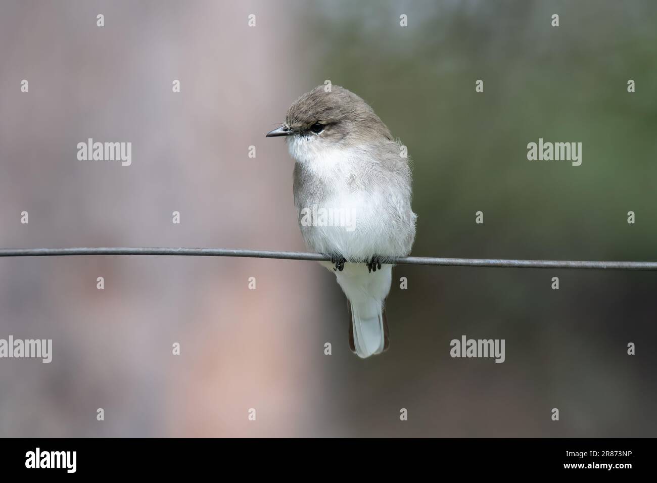 The jacky winter is a small grey-brown robin found commonly throughout ...