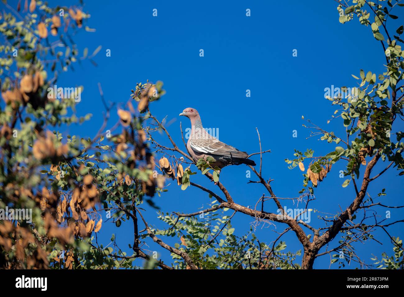Pomba dove hi-res stock photography and images - Alamy