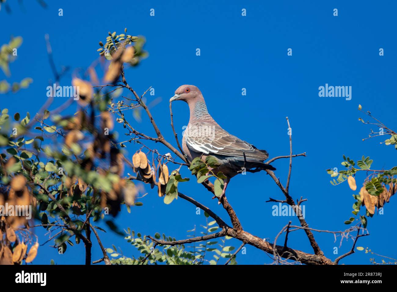 Wild dove known as "pombão" or "asa branca" or "pomba carijó ...