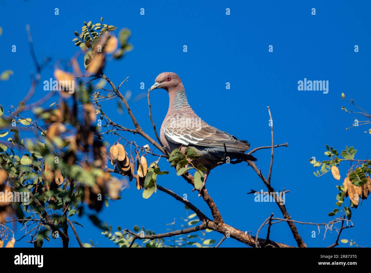 Wild dove known as "pombão" or "asa branca" or "pomba carijó ...