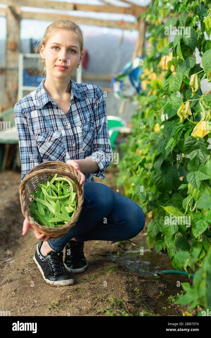 Woman picking green beans Stock Photo - Alamy