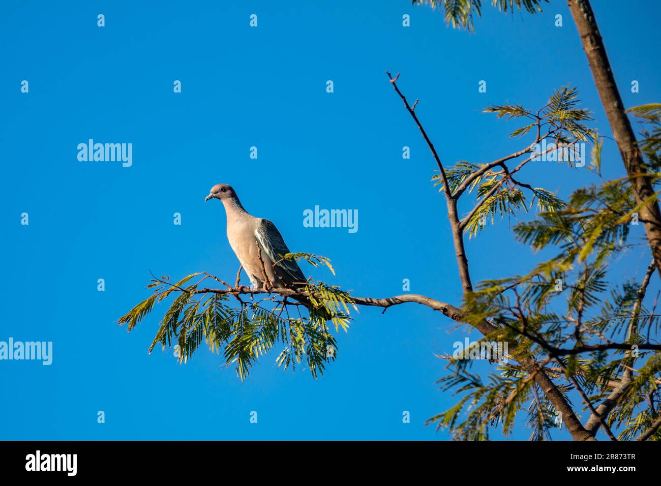 Pomba dove hi-res stock photography and images - Alamy