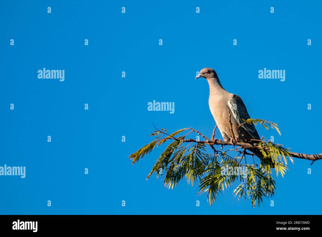Pomba dove hi-res stock photography and images - Alamy
