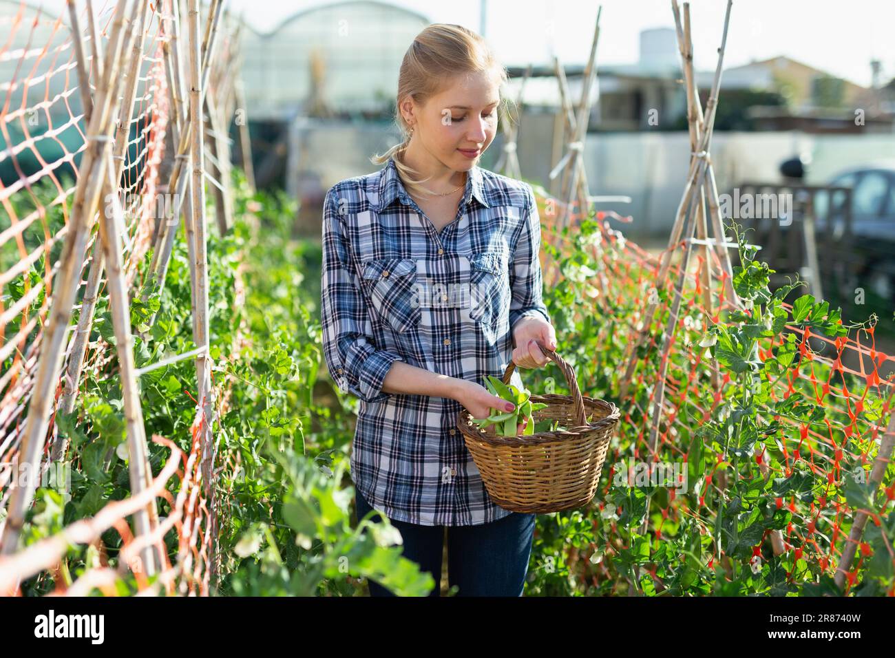 Woman picking green beans Stock Photo - Alamy
