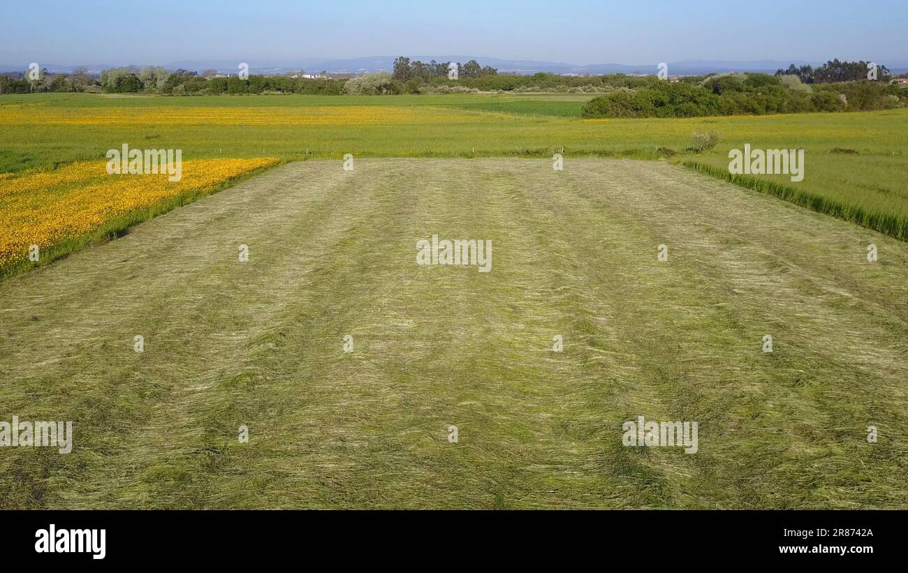 Aerial view of Green grass field, forward fly over, 4K drone footage ...