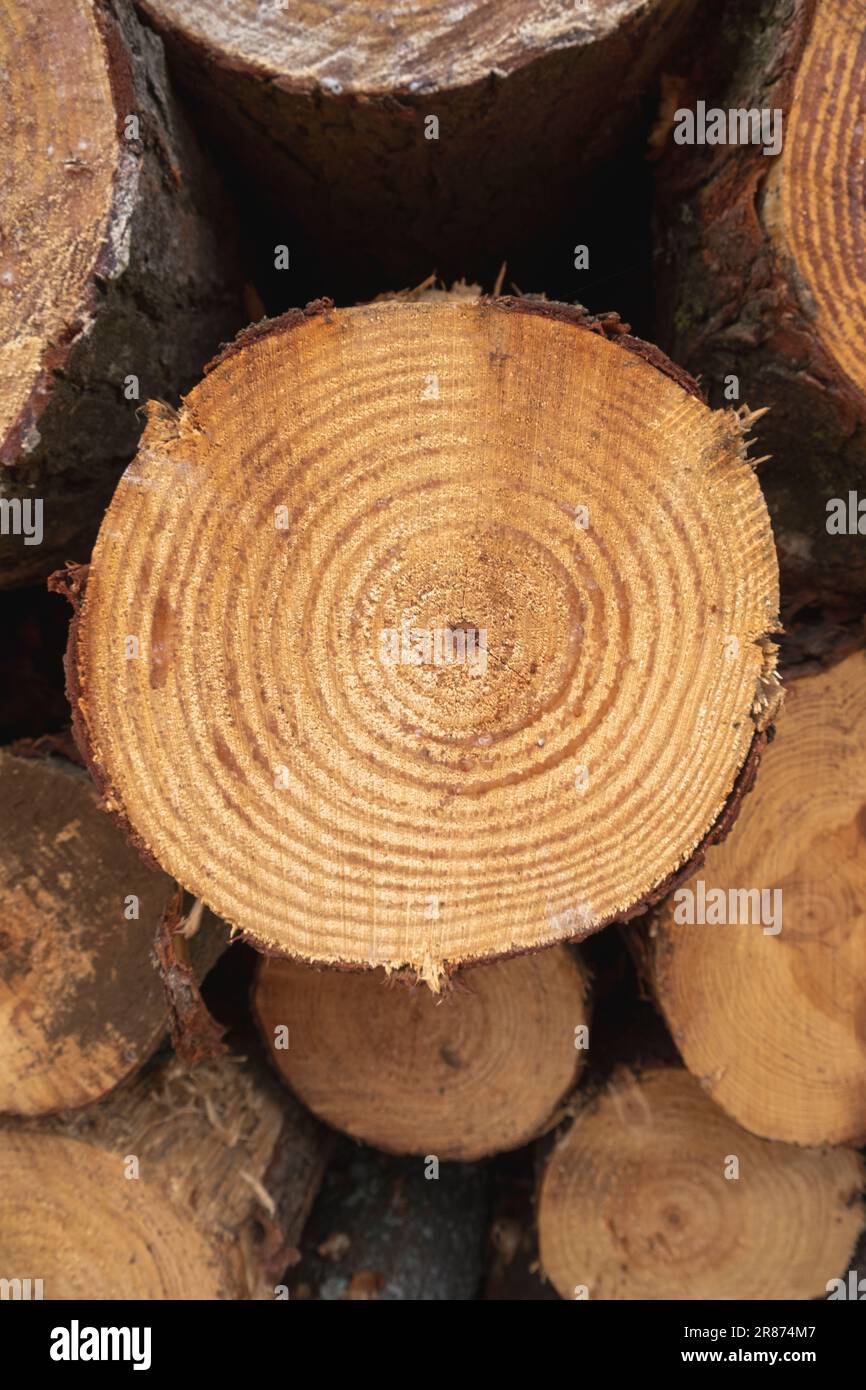 close-up freshly cut wood texture Stock Photo - Alamy