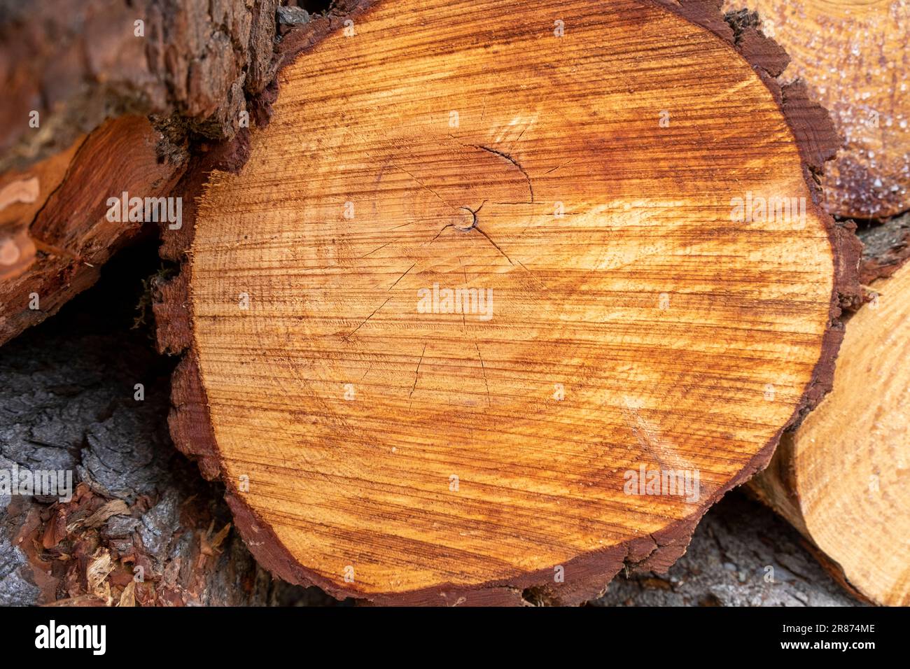 close-up freshly cut wood texture Stock Photo - Alamy