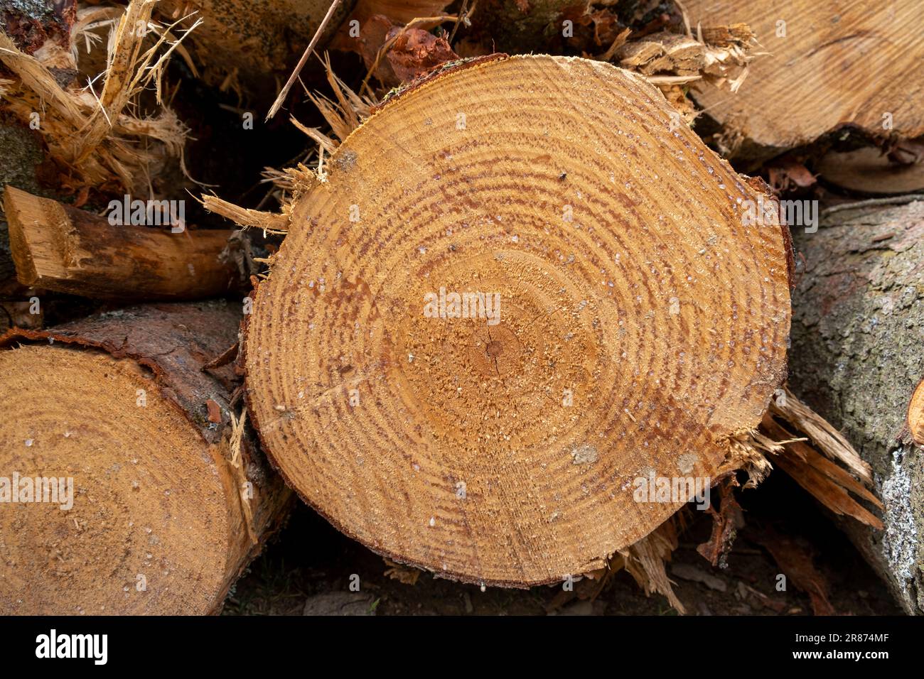 close-up freshly cut wood texture Stock Photo - Alamy