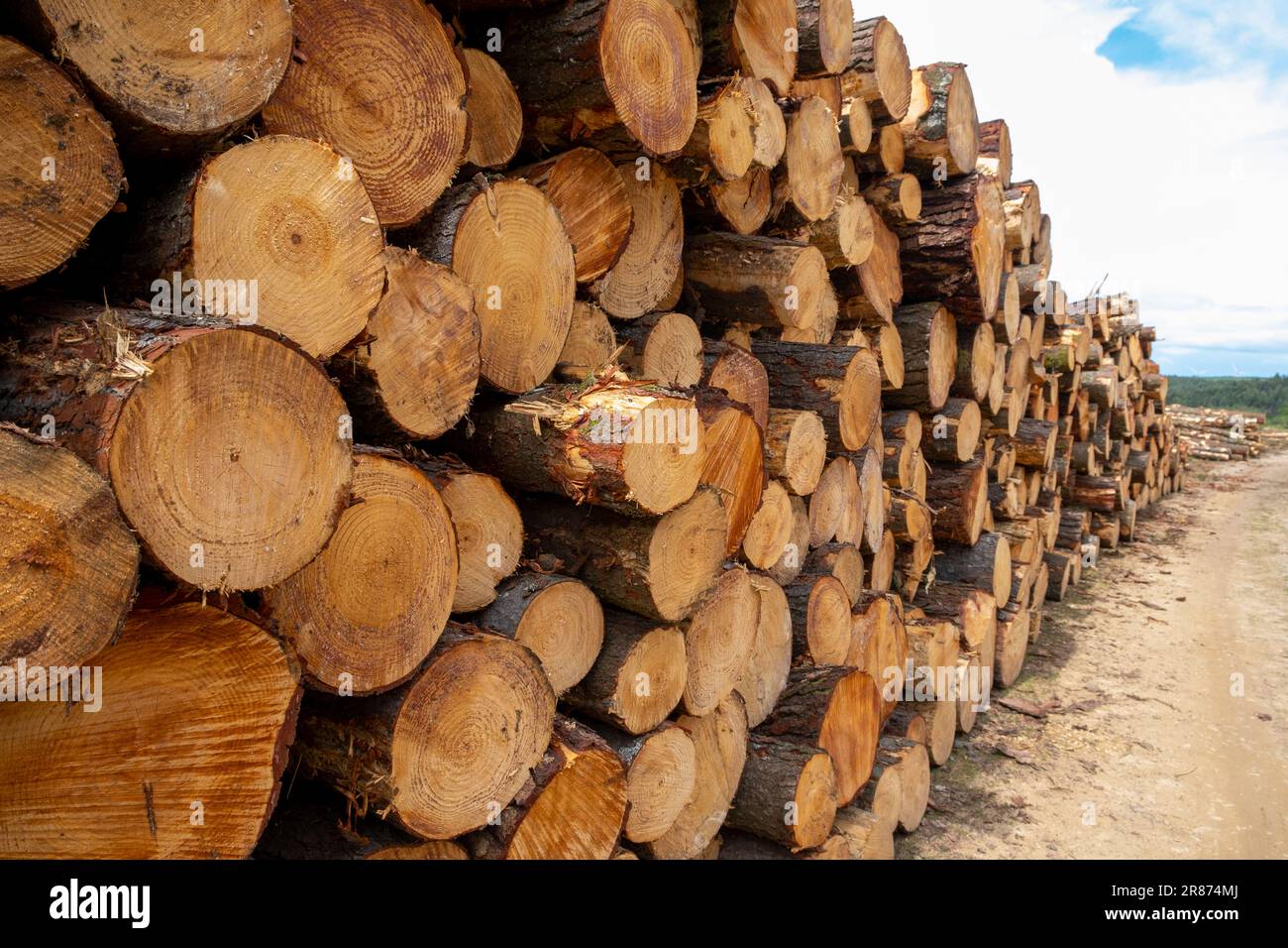 A pile of logs, logging industry. Wide banners or panoramic wooden ...