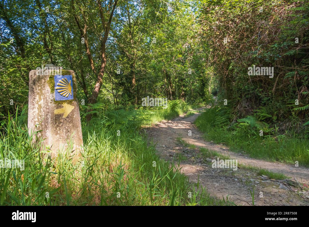 Signpost of the Way Saint James. Forest path on the Camino de Santiago ...