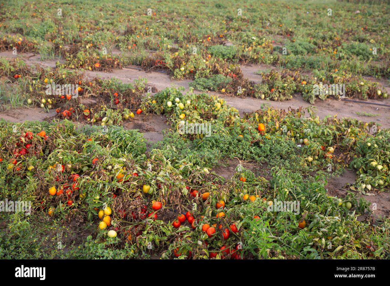 Problems tomato plants hi-res stock photography and images - Alamy