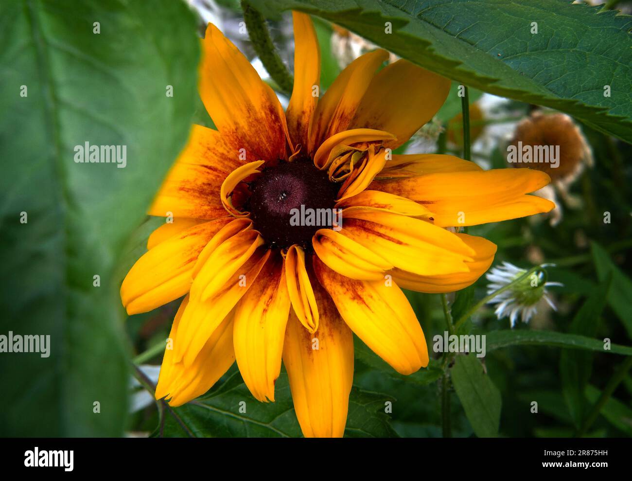 Summer gaden hi-res stock photography and images - Alamy