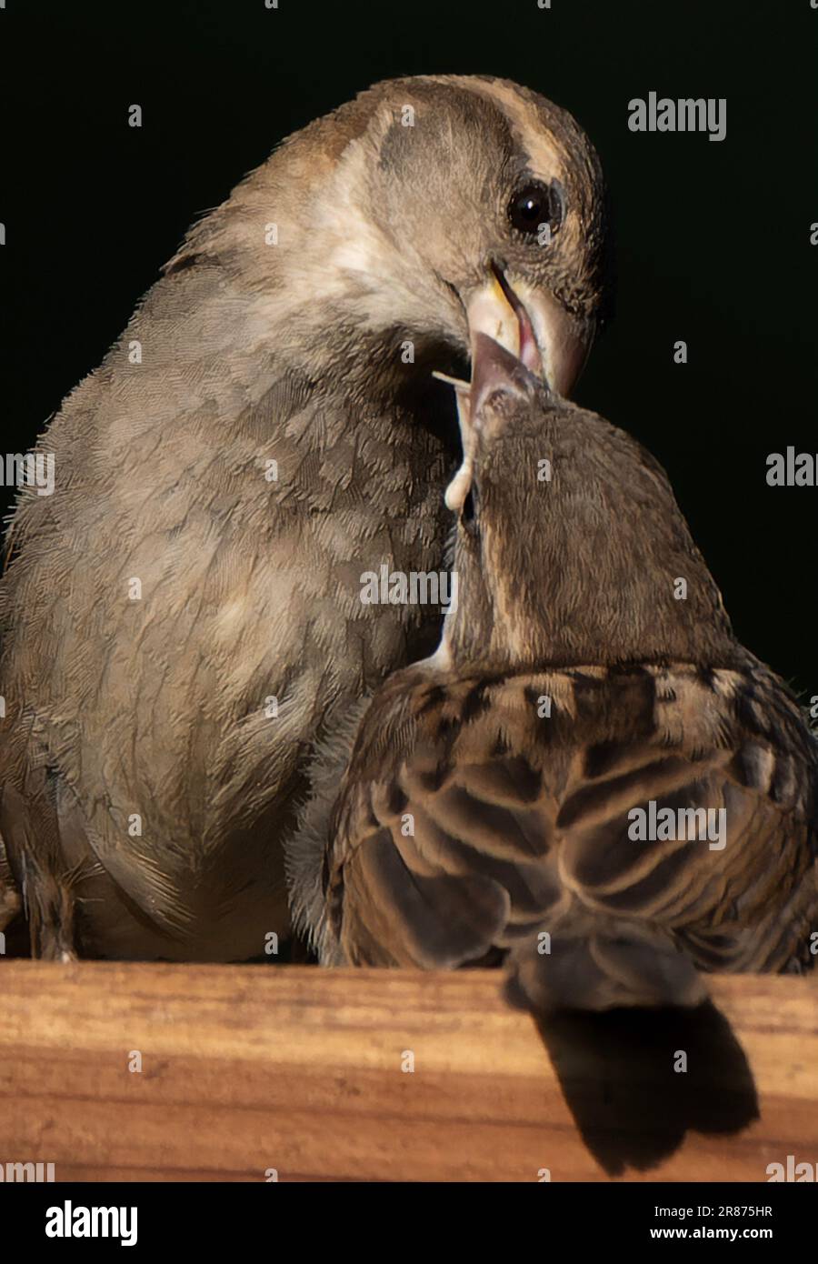 Two Sparrows together on the bird feeder Stock Photo - Alamy