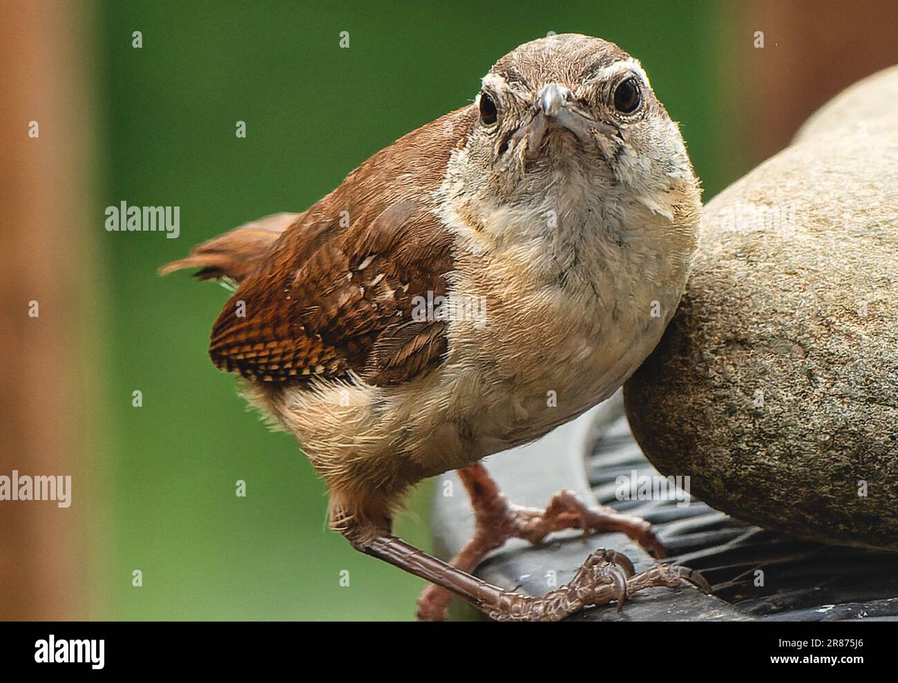 A Wren on the garden deck Stock Photo - Alamy