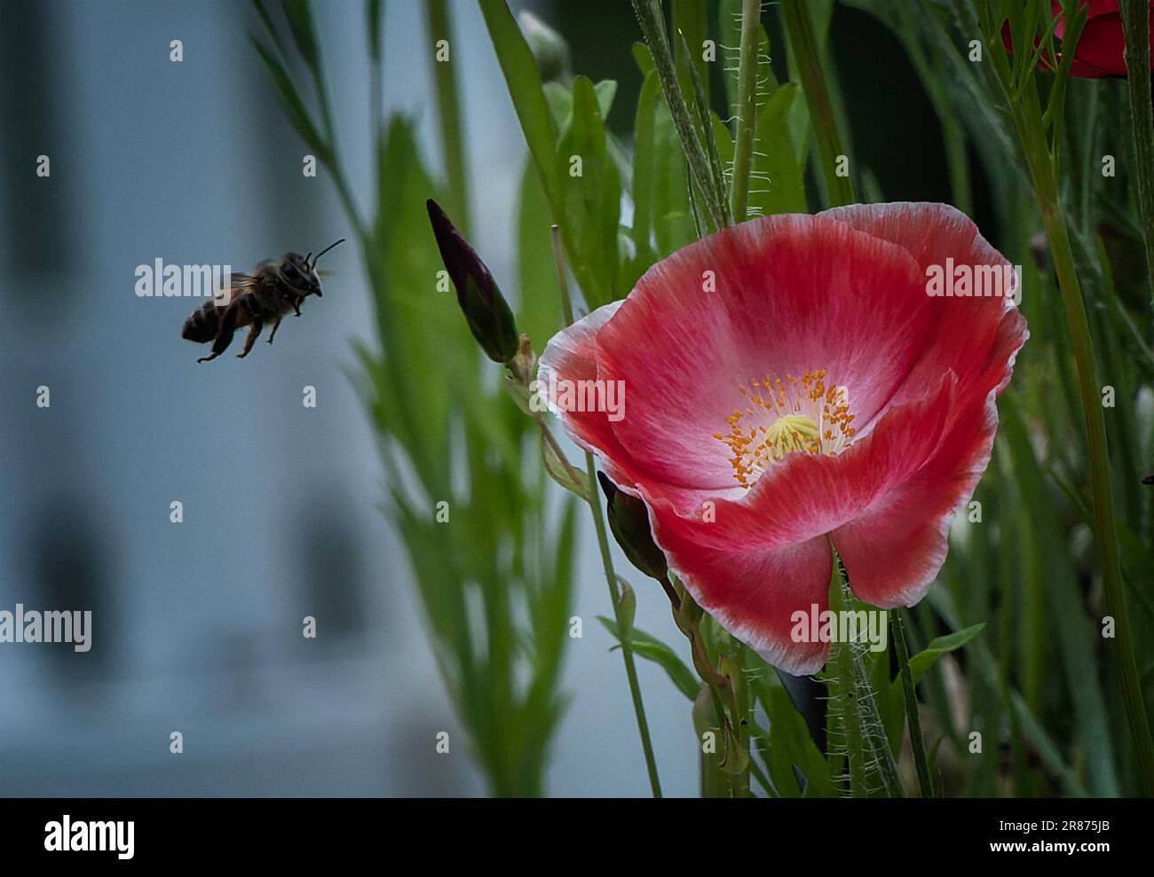 Insect flying around a Poppy Stock Photo - Alamy