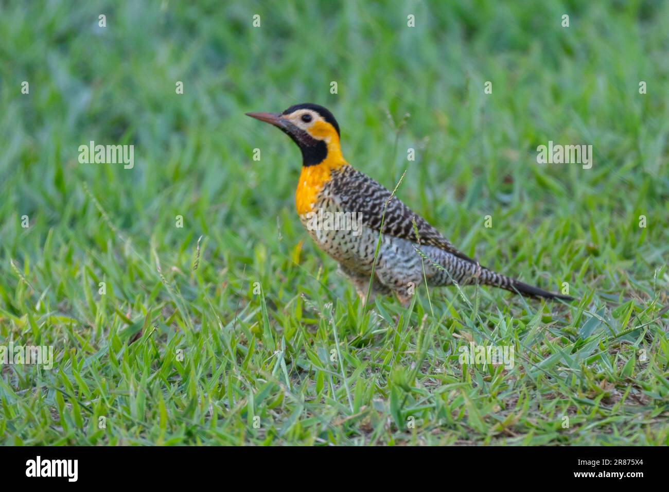 Caatinga woodpeckers hi-res stock photography and images - Alamy