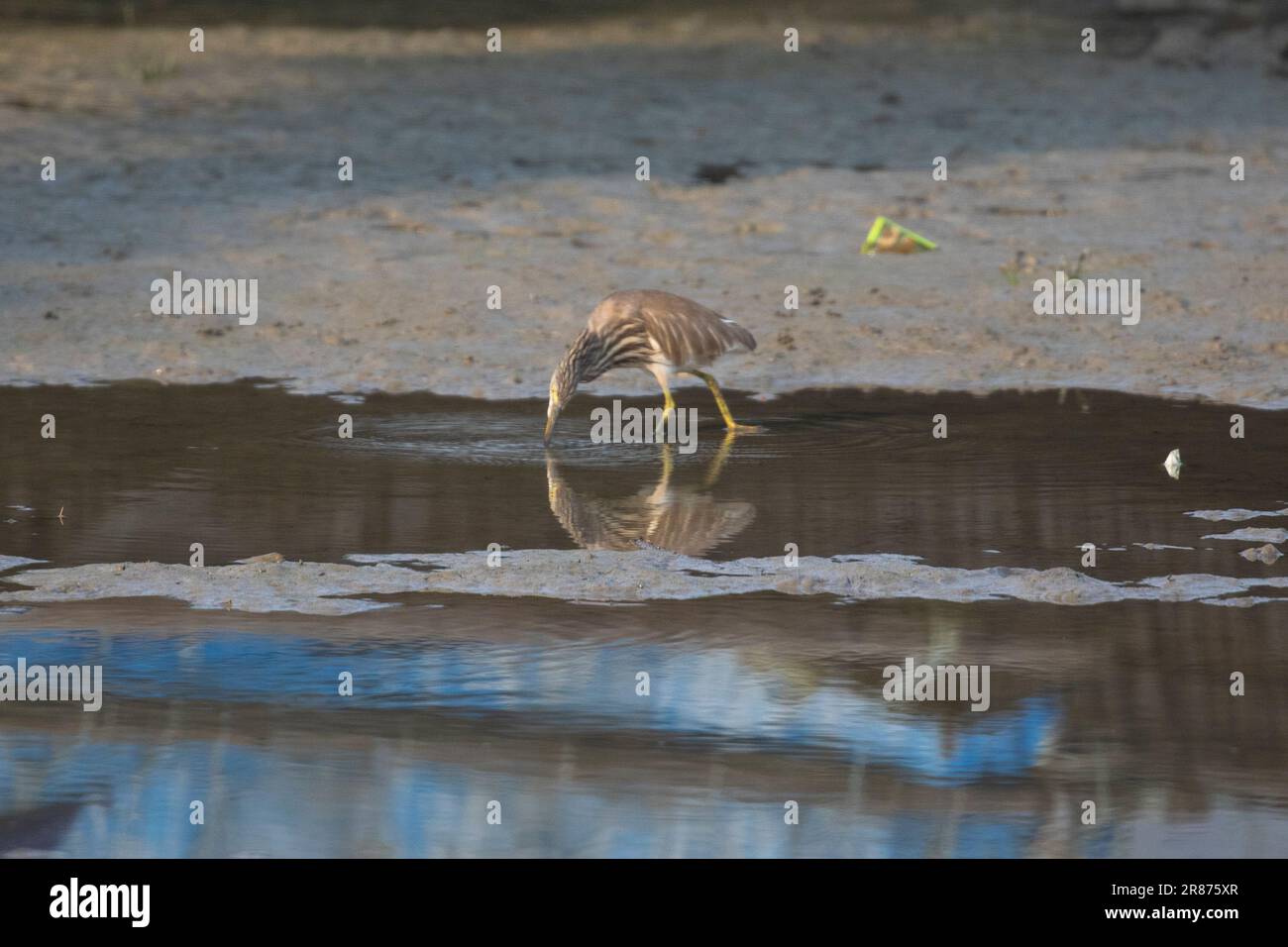 An Indian Pond Heron perching on the bank of Meghna River at Bhola ...