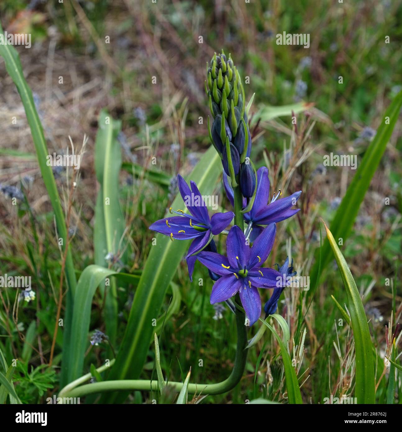Camas l hi-res stock photography and images - Alamy