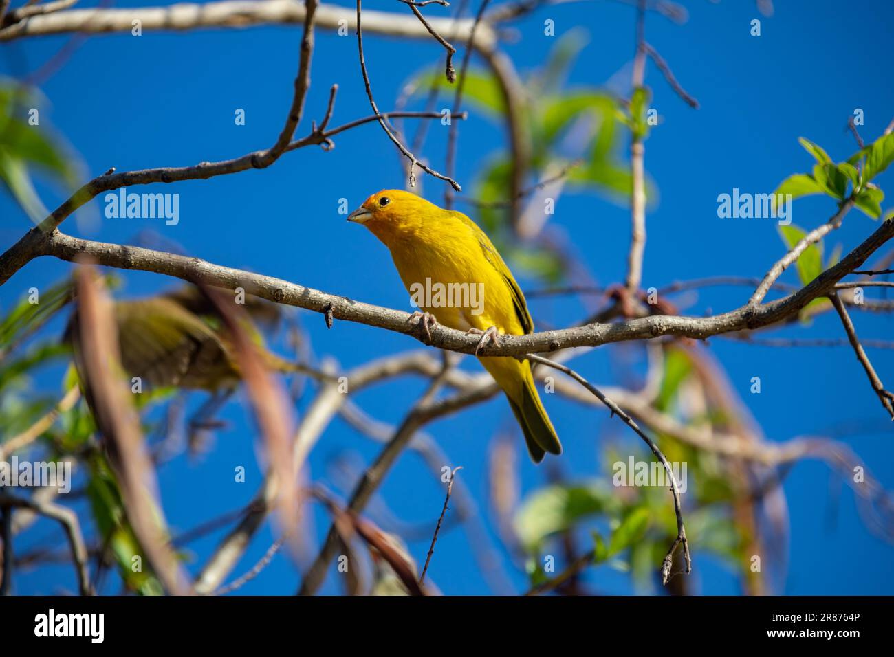 True Canary (Sicalis flaveola). "Canário da terra" bird Stock Photo - Alamy