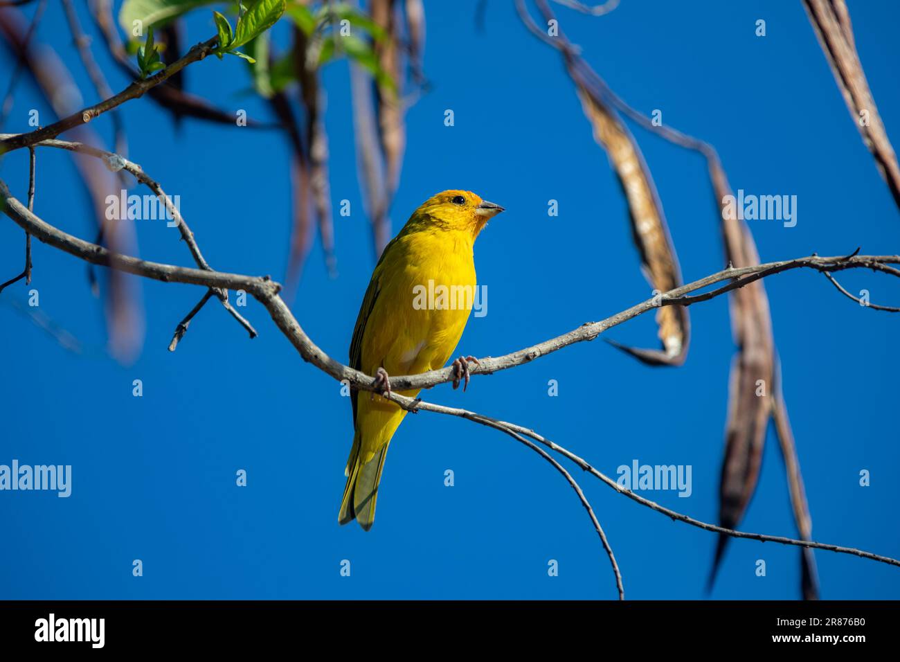 True Canary (Sicalis flaveola). "Canário da terra" bird Stock Photo - Alamy